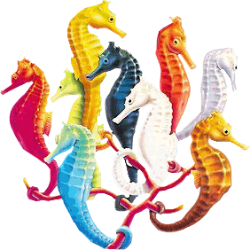 animalesenacción: caballitos de mar